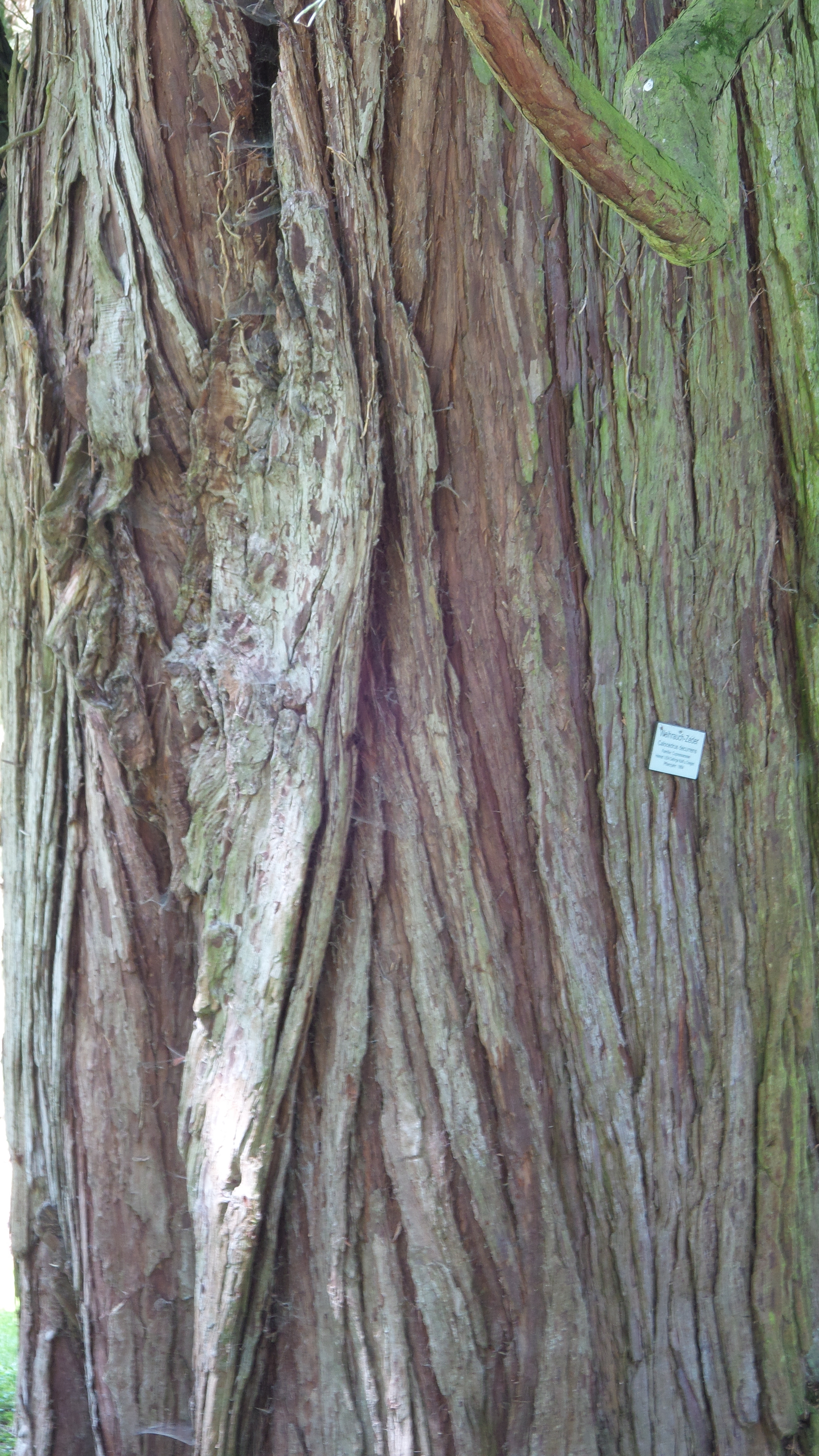 Cedrus - Zedern - Beliebte Pflanzen & Erfahrungen - GREEN24 Hilfe ...